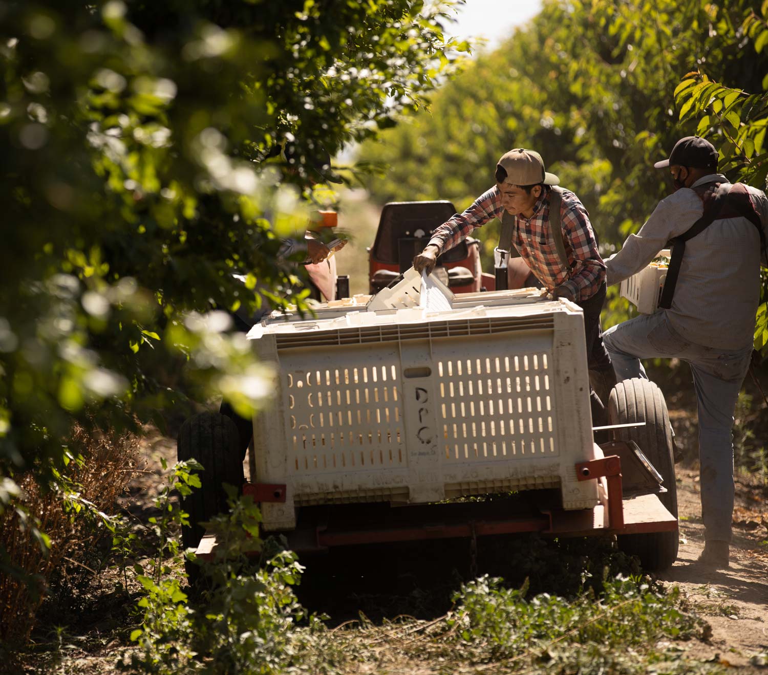 Our Roots – PureFresh Sales Inc.